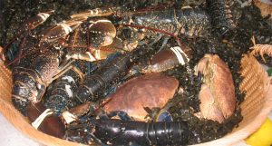 Les crustacés – Ôkéanos France